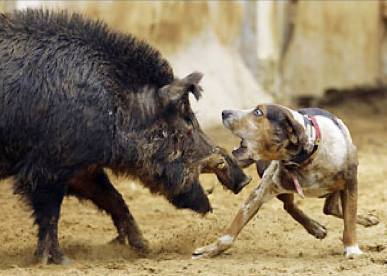 The Catahoula Hog Dog: The Louisiana Cattle Dog