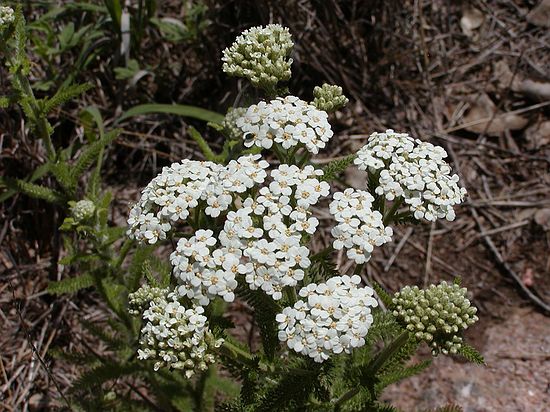 Leacuri din batrani: Coada-soricelului ( Achillea millefolium )