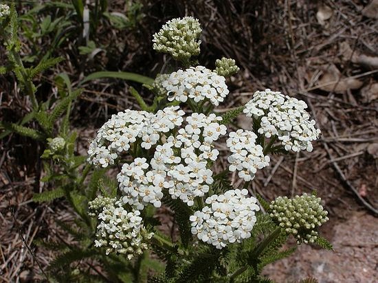 Leacuri din batrani: Coada-soricelului ( Achillea millefolium )