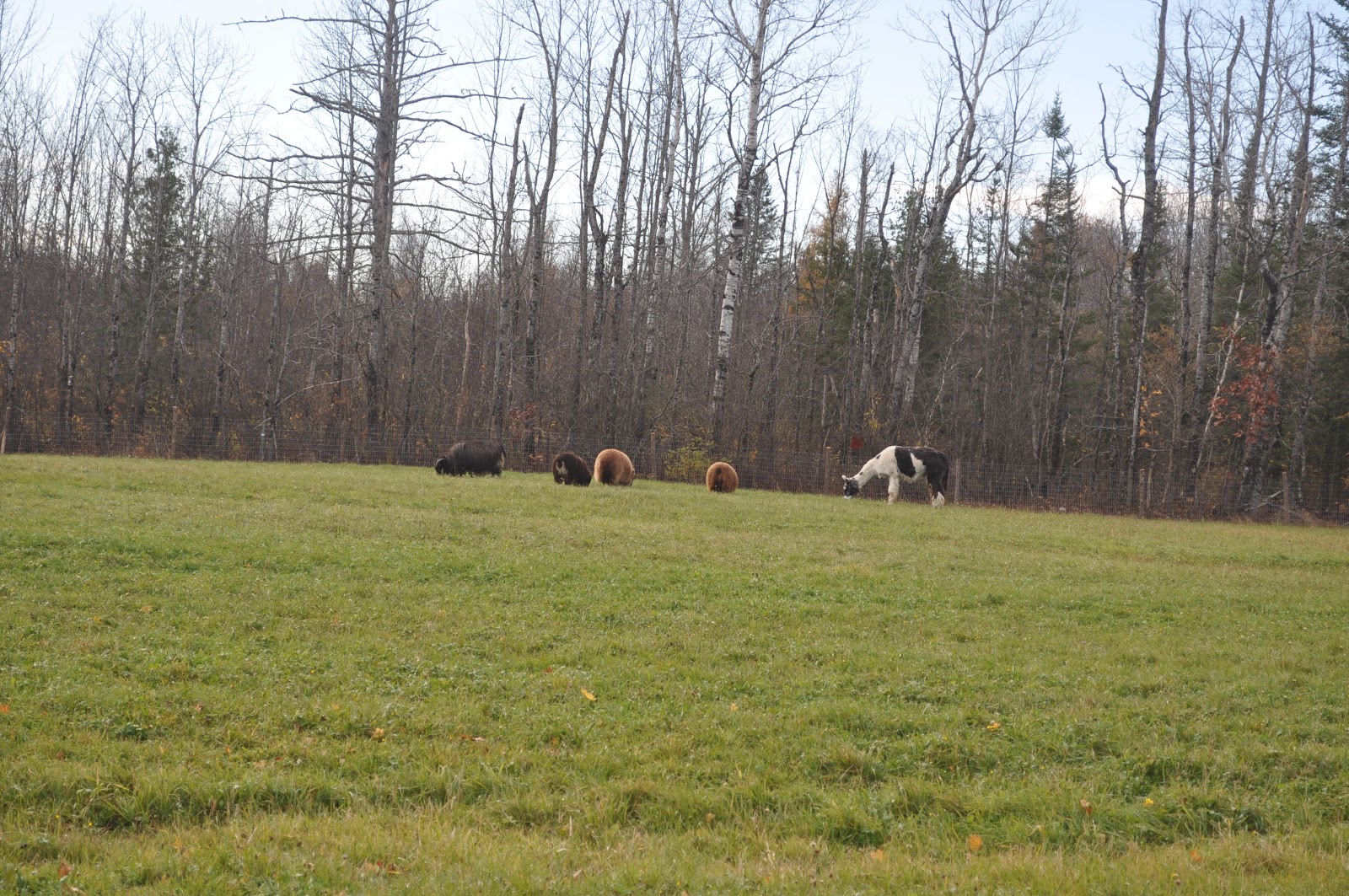 Mainely Ewes Farm: Yellow, the Color of Autumn