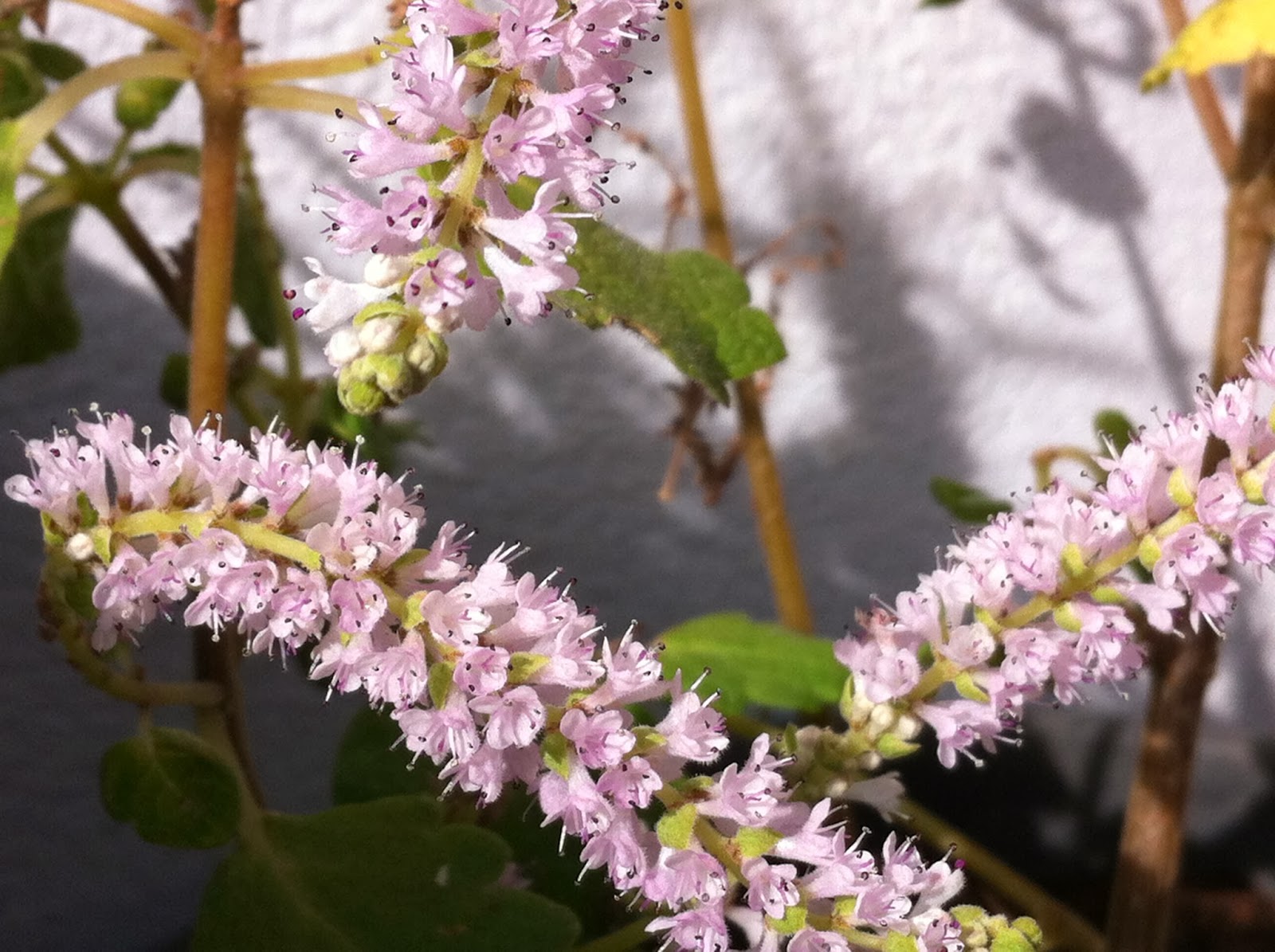 Belas da Natureza: Mirra