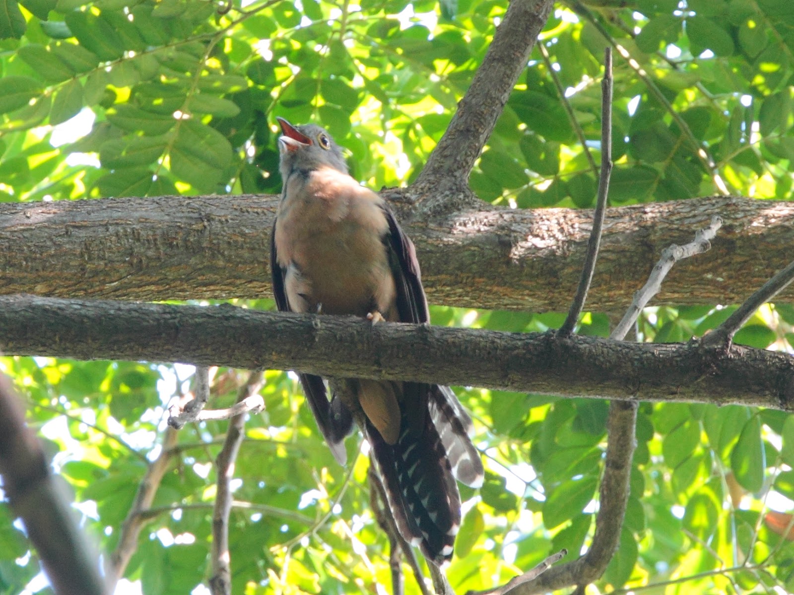 Mike is the name Birding is the game ( Birding in Malaysia - Malaysian ...