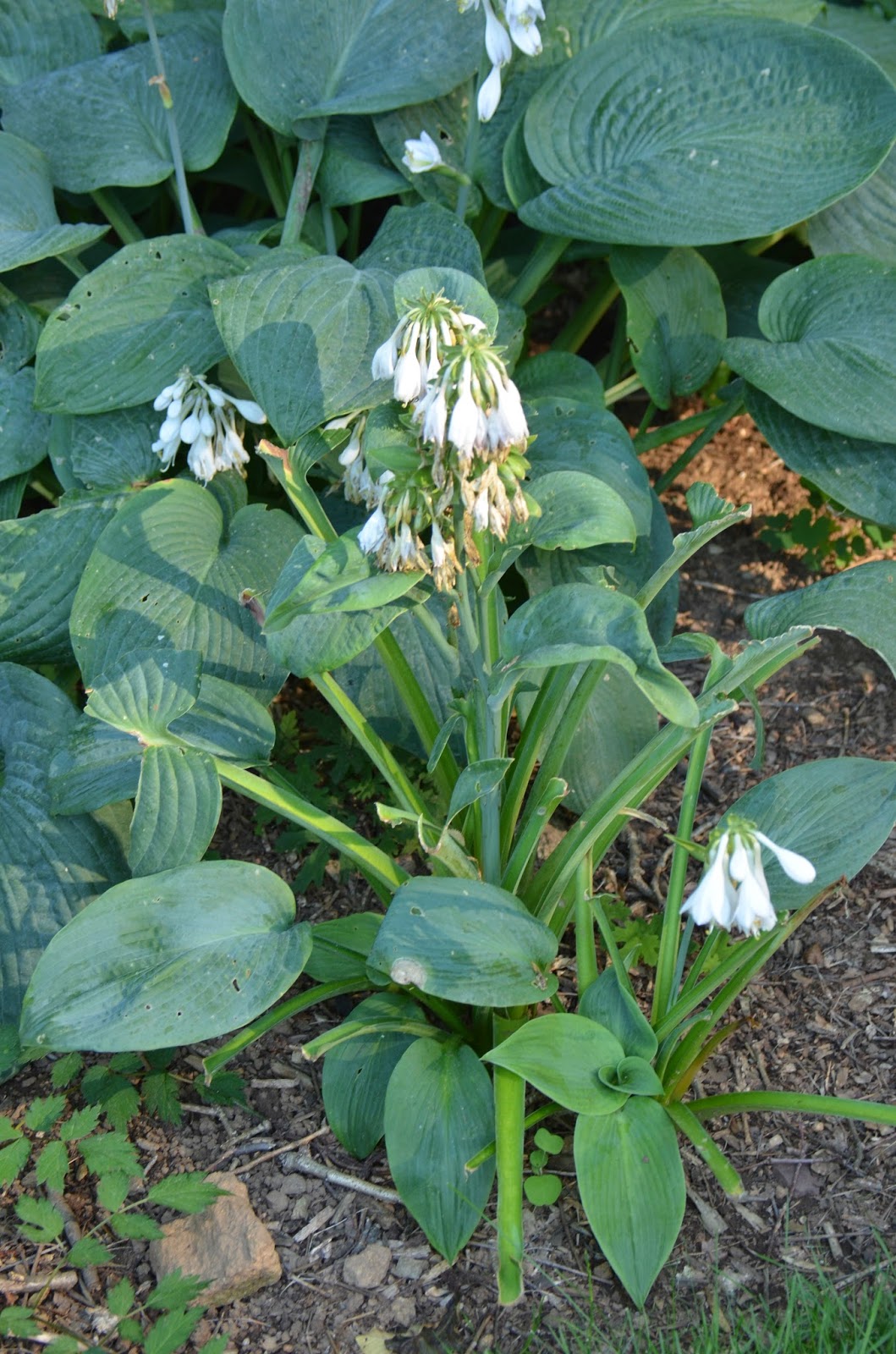 The Garden Inside Us - Lasting Landscapes by Carol