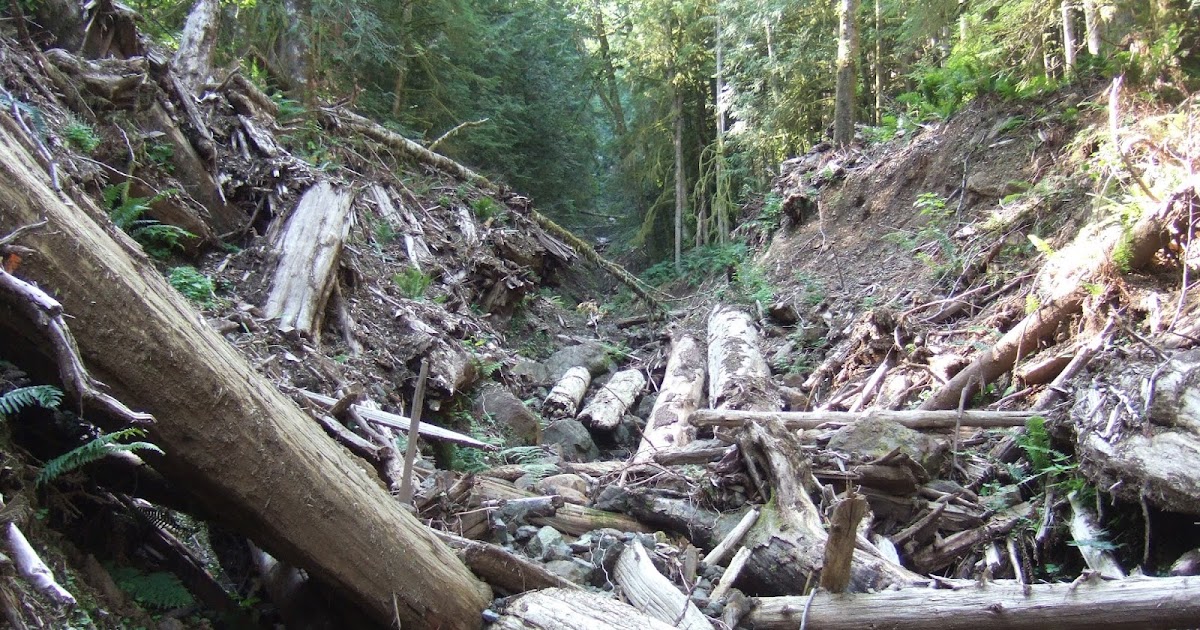 Reading the Washington Landscape: Forest Blocking Debris Flows
