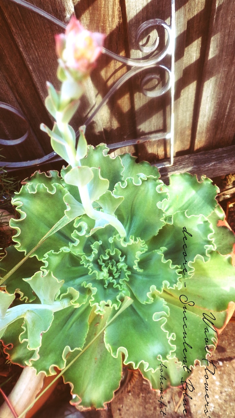 Homeboheme ☾: décore - Succulent Blue Wave Flowers'