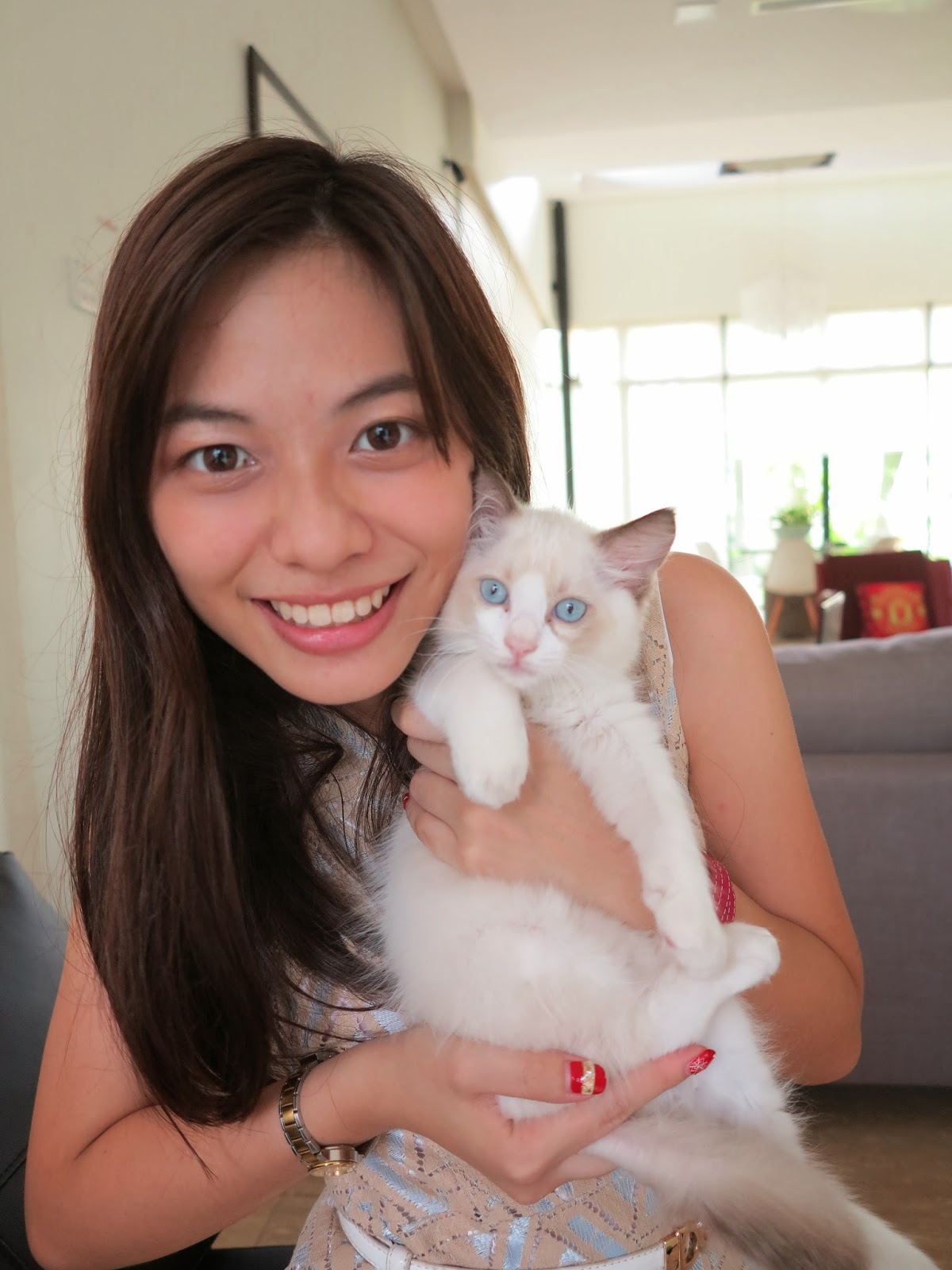 Yoshi the ragdoll cat | Award-winning Singapore Beauty, Travel, Food ...