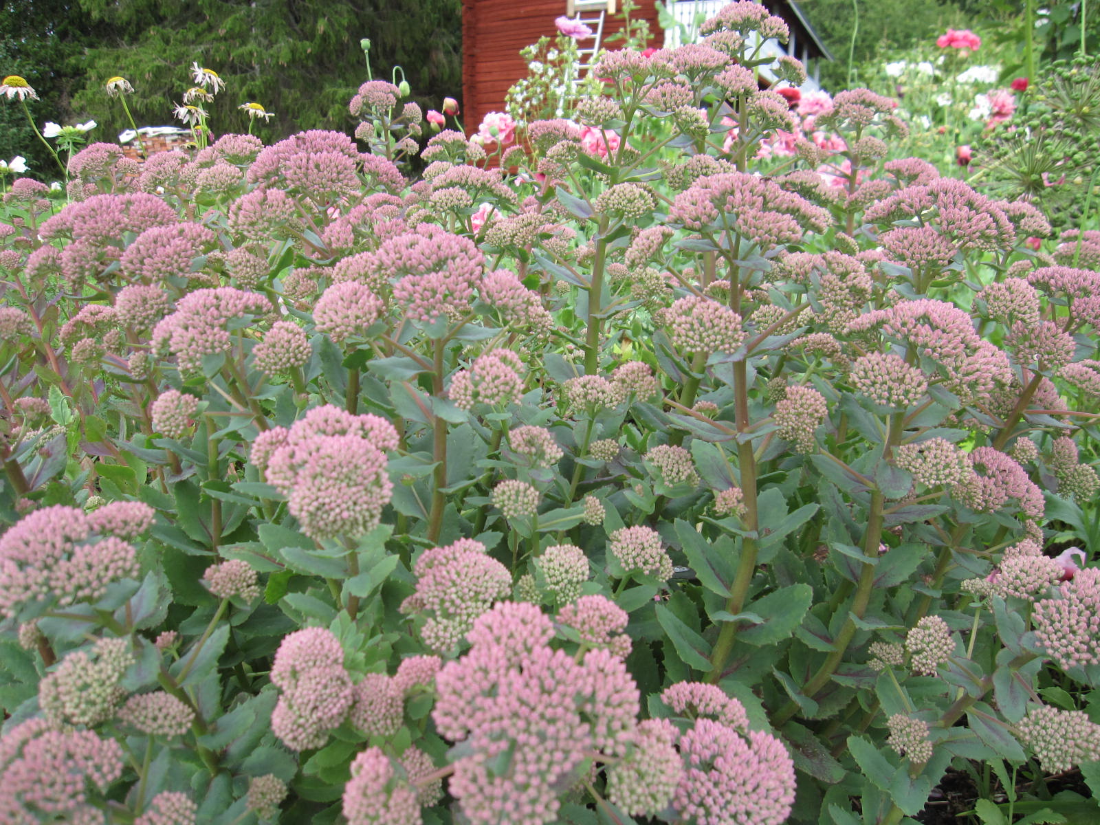 Päivänpesän elämää: Ostoslistalla maksaruoho