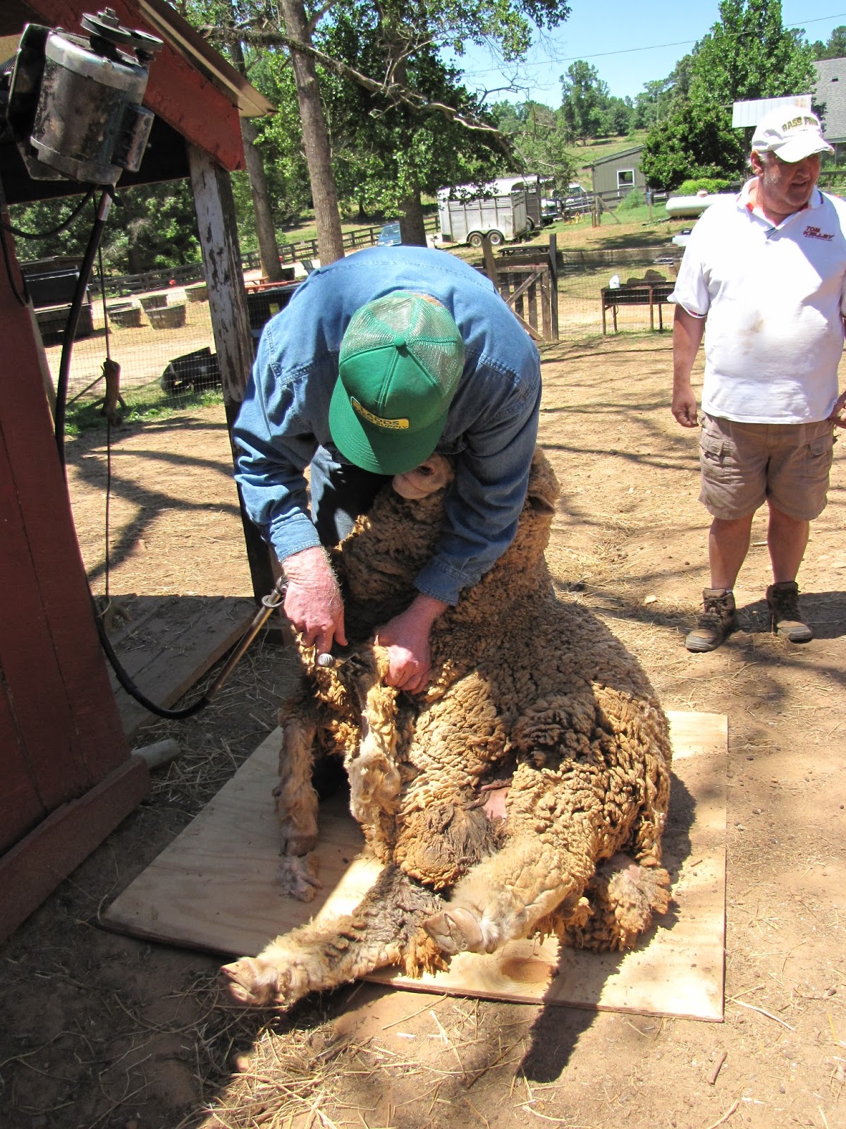 Sheep...revisited....