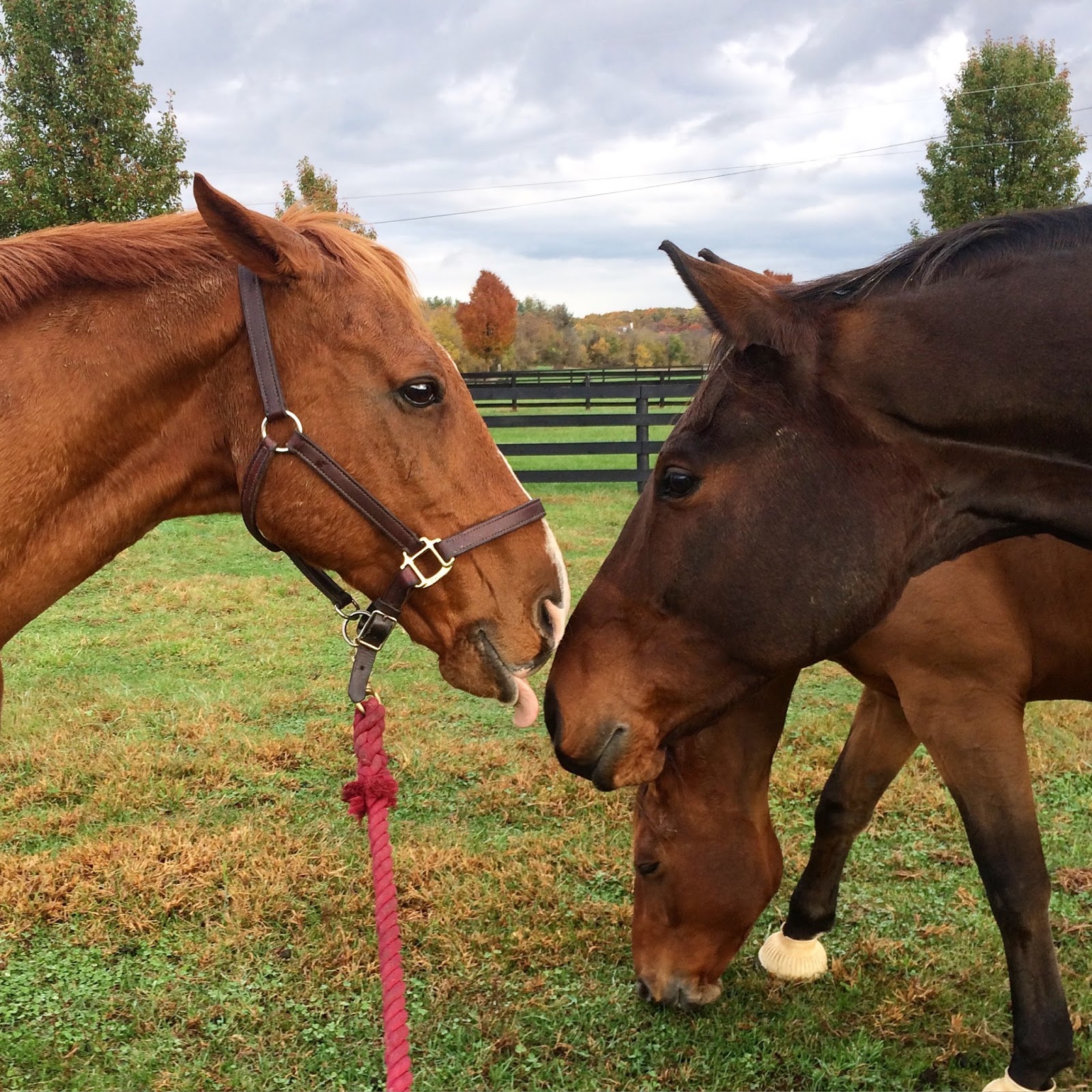 How Estrone Works on Stifles