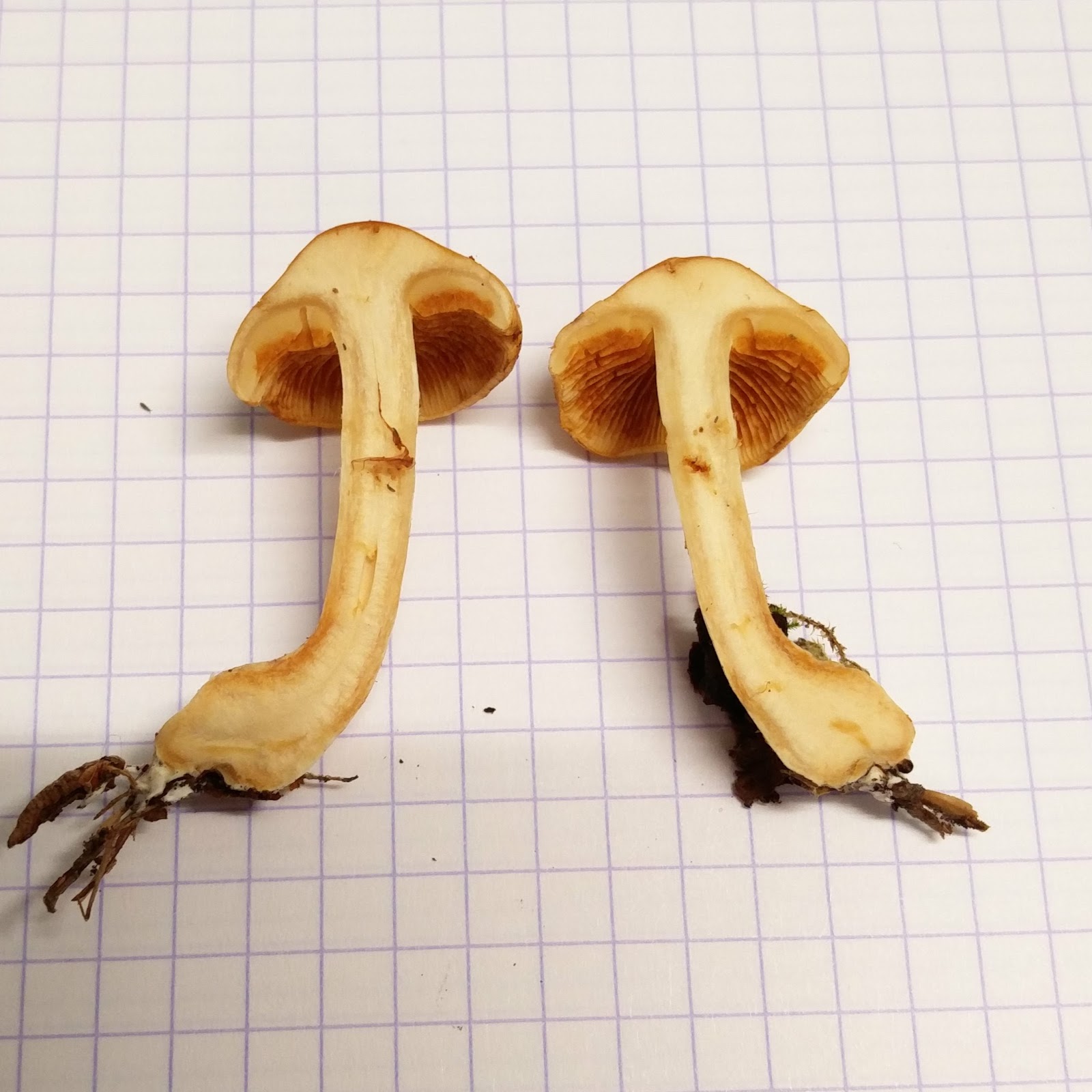 Misidentifying Fungi: Graffham Common Fungus Walk