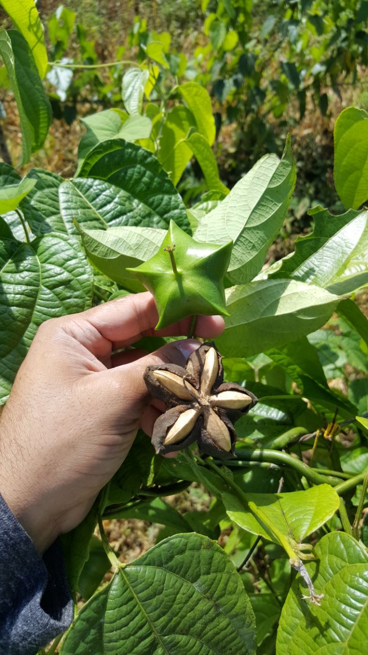 Talamanca Sacha Inchi ¡Un aliado para tu salud!