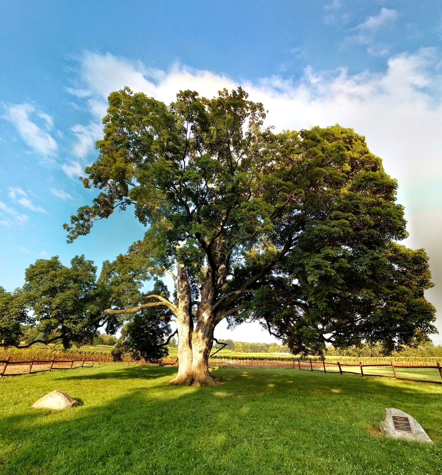 Only Googlebot Reads This Blog: The Comfort Maple