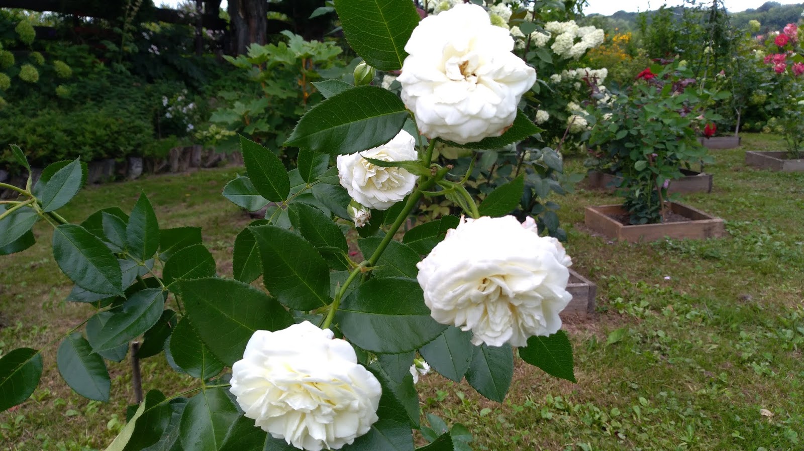 Ranczo Elma: Róża (Rosa) Alabaster