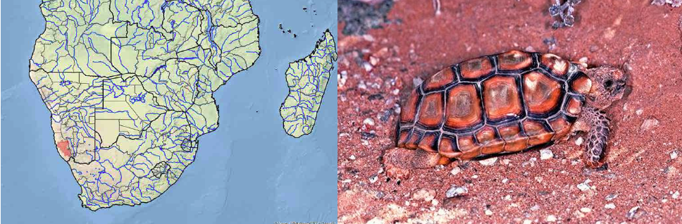 Genus Chersobius - Padloper Tortoise - Turtle of the World (Gallery)