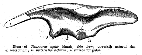 Equatorial Minnesota: Claosaurus