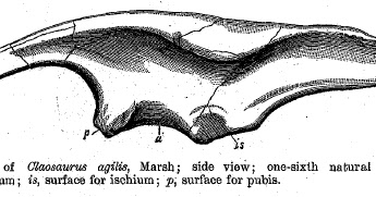 Equatorial Minnesota: Claosaurus