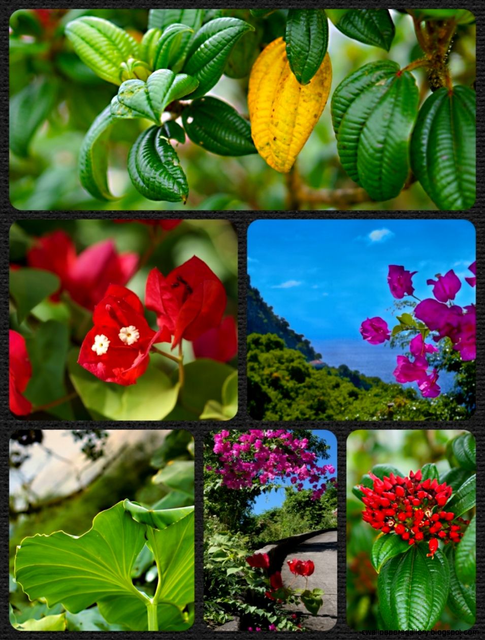 Amazon Rainforest Animals Collage | Wallpapers Gallery