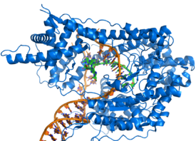 blog de biologia: ADN