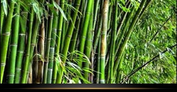Makna Filosofi Bambu ~ Carbebosnecess