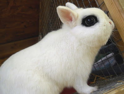 Mengenal Kelinci Dwarf Hotot (Eyes of The Fancy)