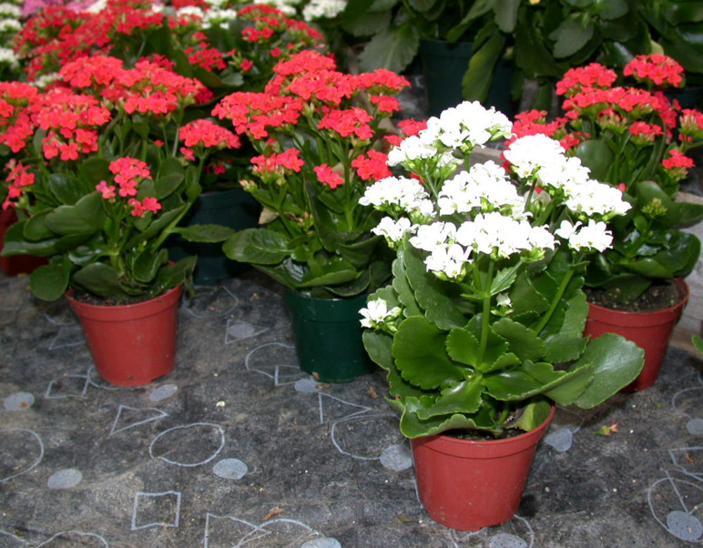 52+ Bunga Hias Cocor Bebek, Inspirasi Top!