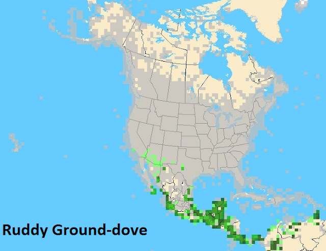 Birding Is Fun!: Gilbert Water Ranch: Ground-doves