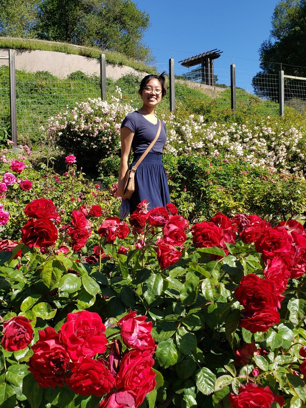 Life in the LinOhana: More Berkeley Rose Garden pics