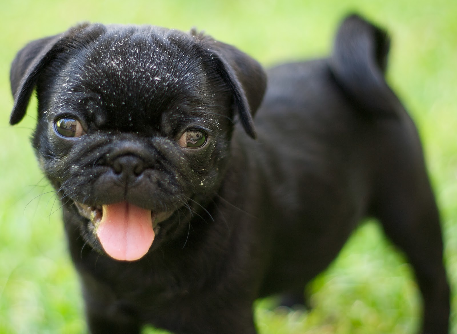Man Best Friends Gallery: Derp Pug is Happy