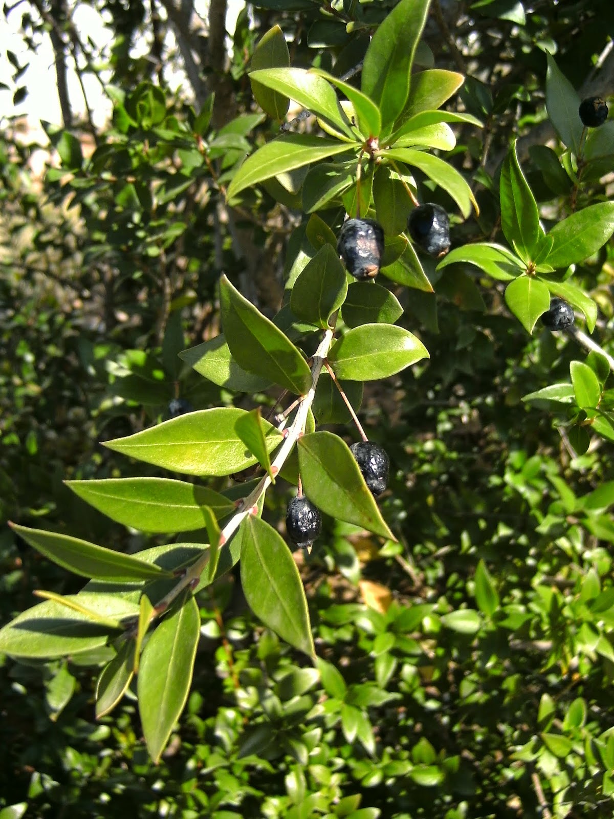 Mi herbario particular: MIRTO (Myrtus communis)