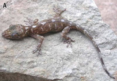 Species New to Science: [Herpetology | Gecko] Gekko petricolus Taylor ...