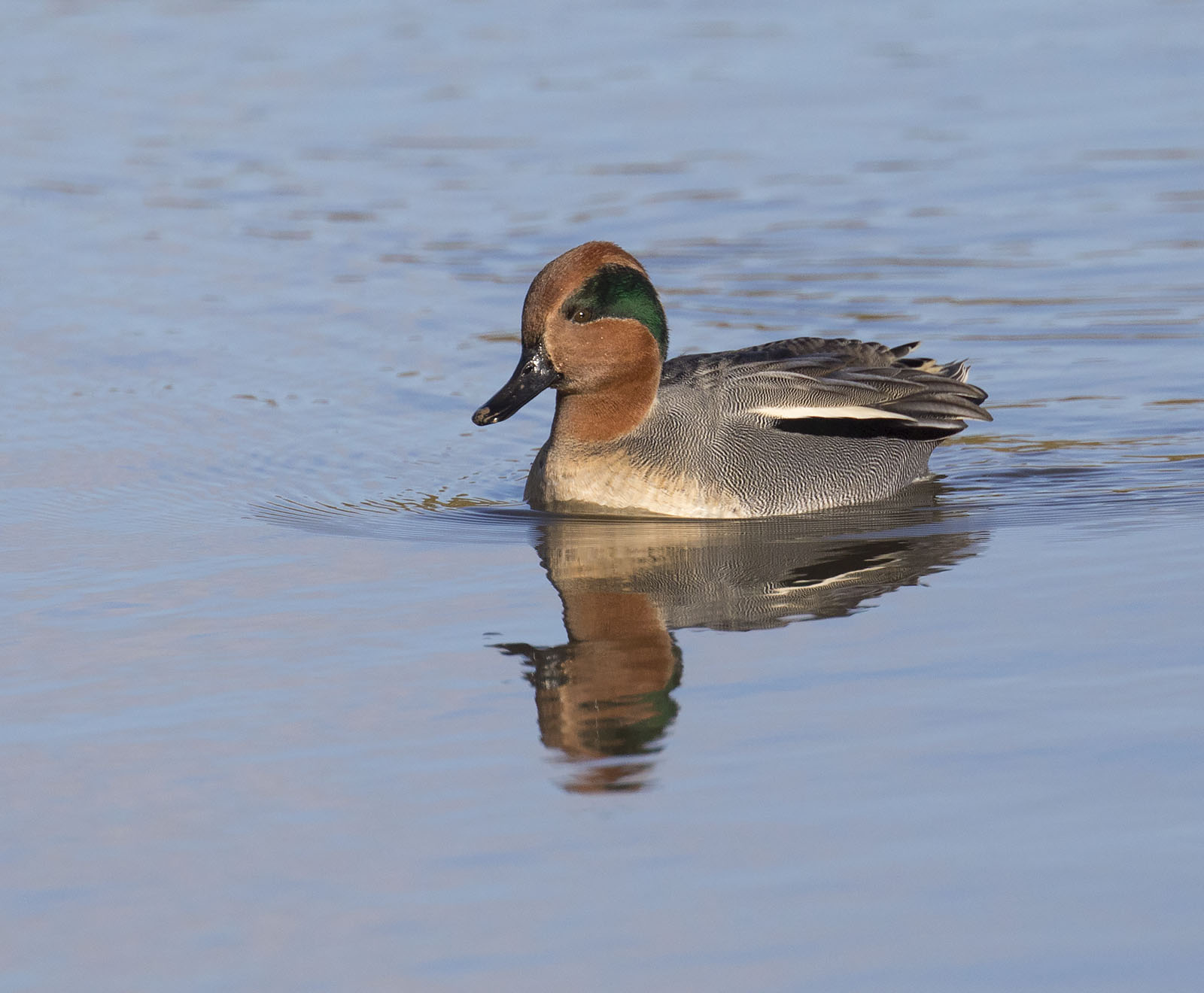 pewit: local waterfowl