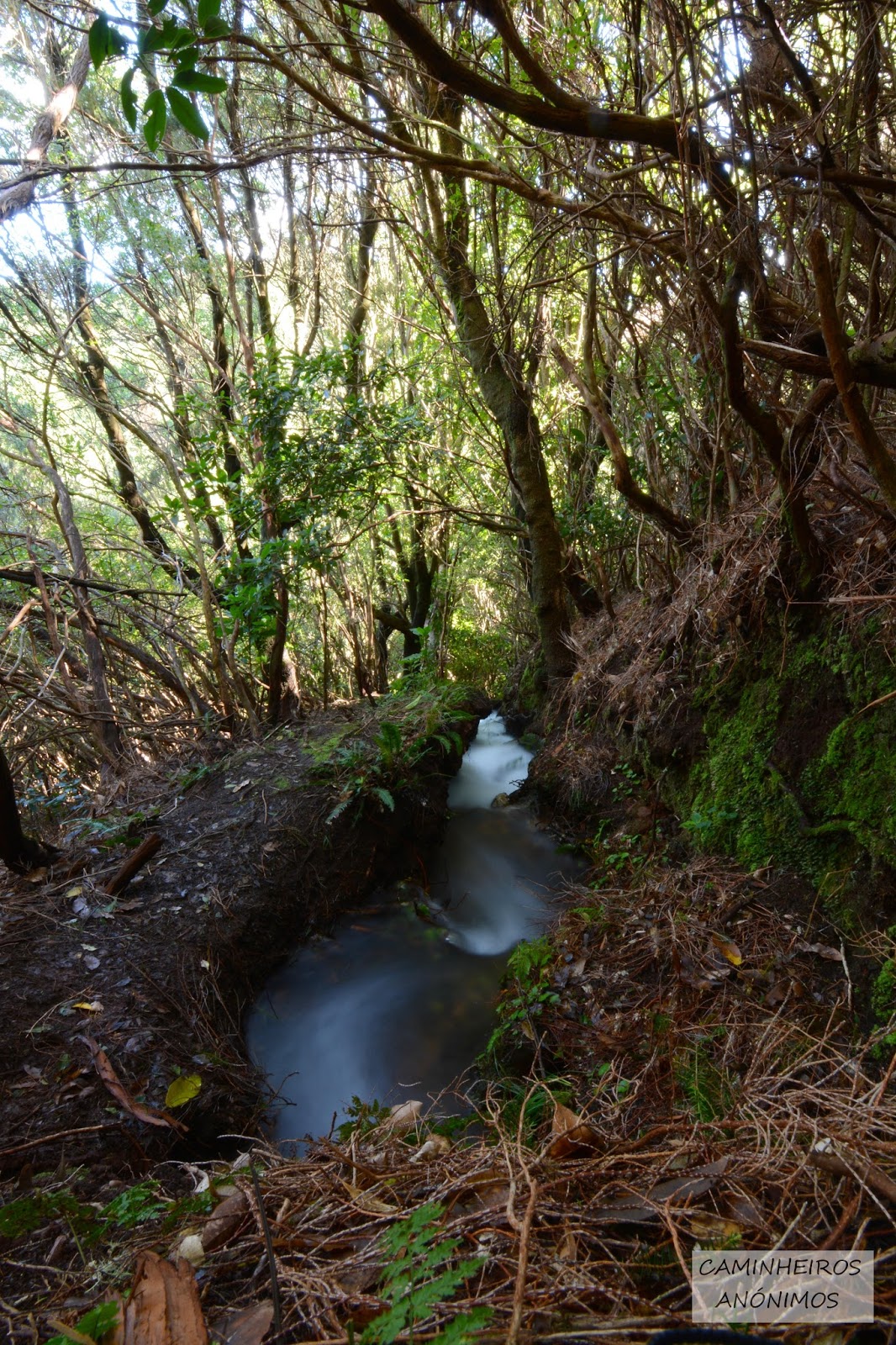Caminheiros Anónimos Levadas da Madeira : Levada Grande (Achadas da Cruz)