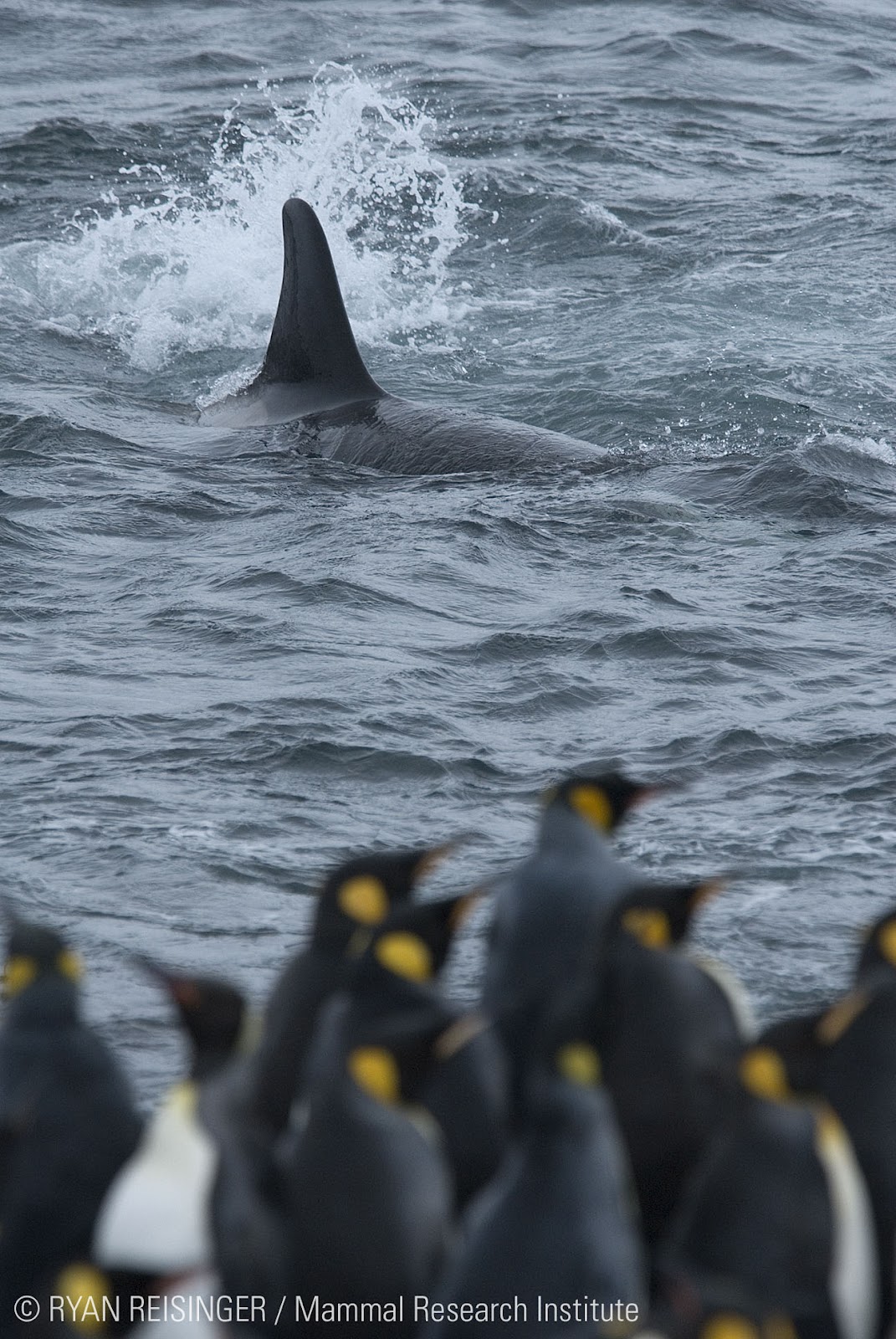 Orca Aware: Orcas of the World