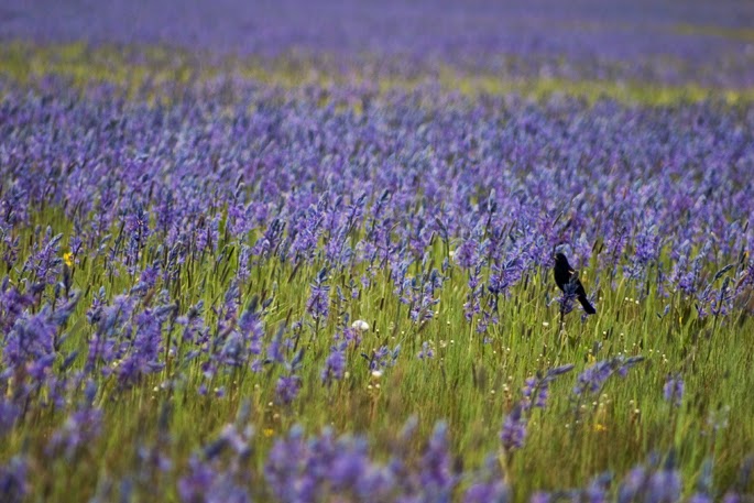 A Year of Being Here: Lynn Ungar: "Camas Lilies"