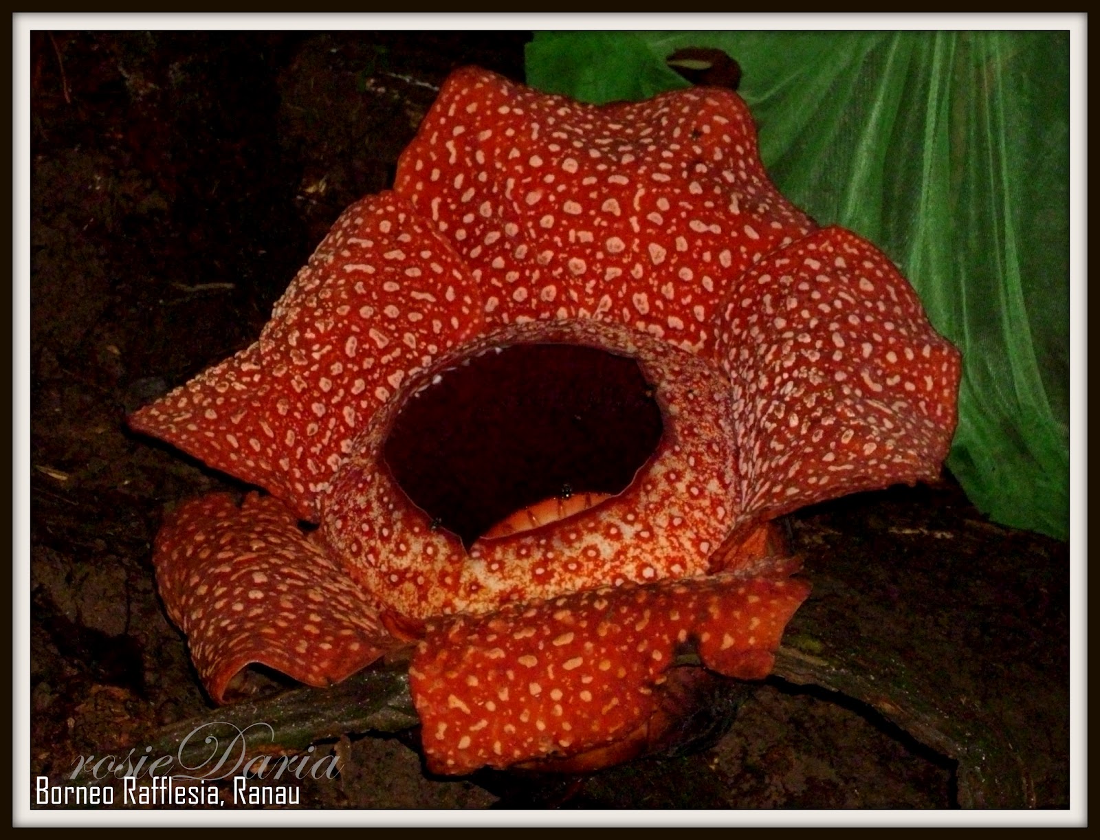 Borneo Rafflesia Arnoldi
