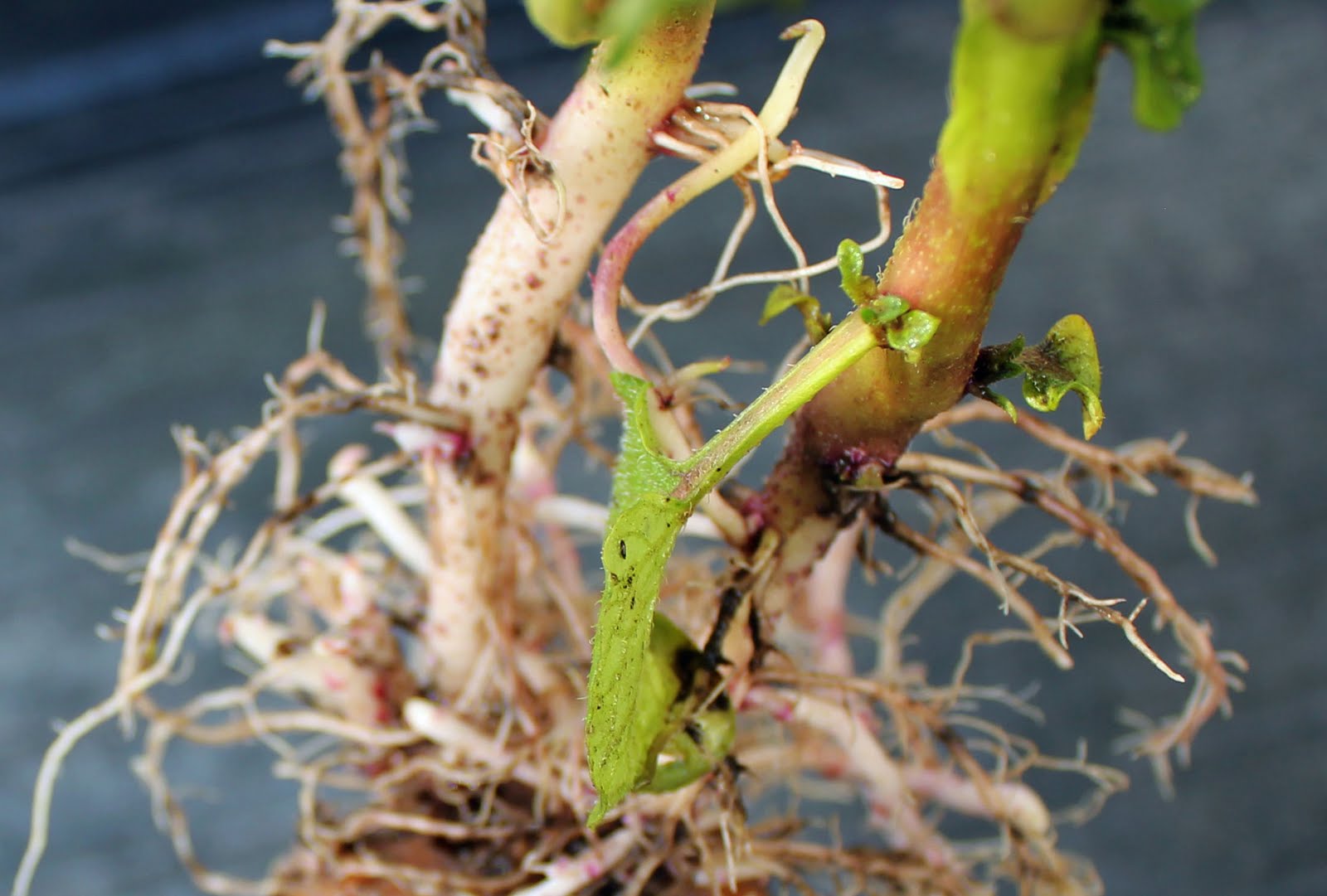 Mastering Horticulture: Below the Soil Surface