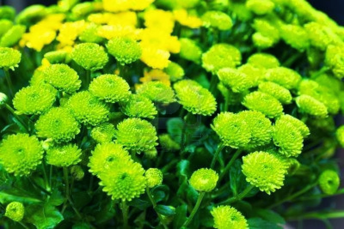 Buquê de Flores - Flores Verdes | Buque de Flores