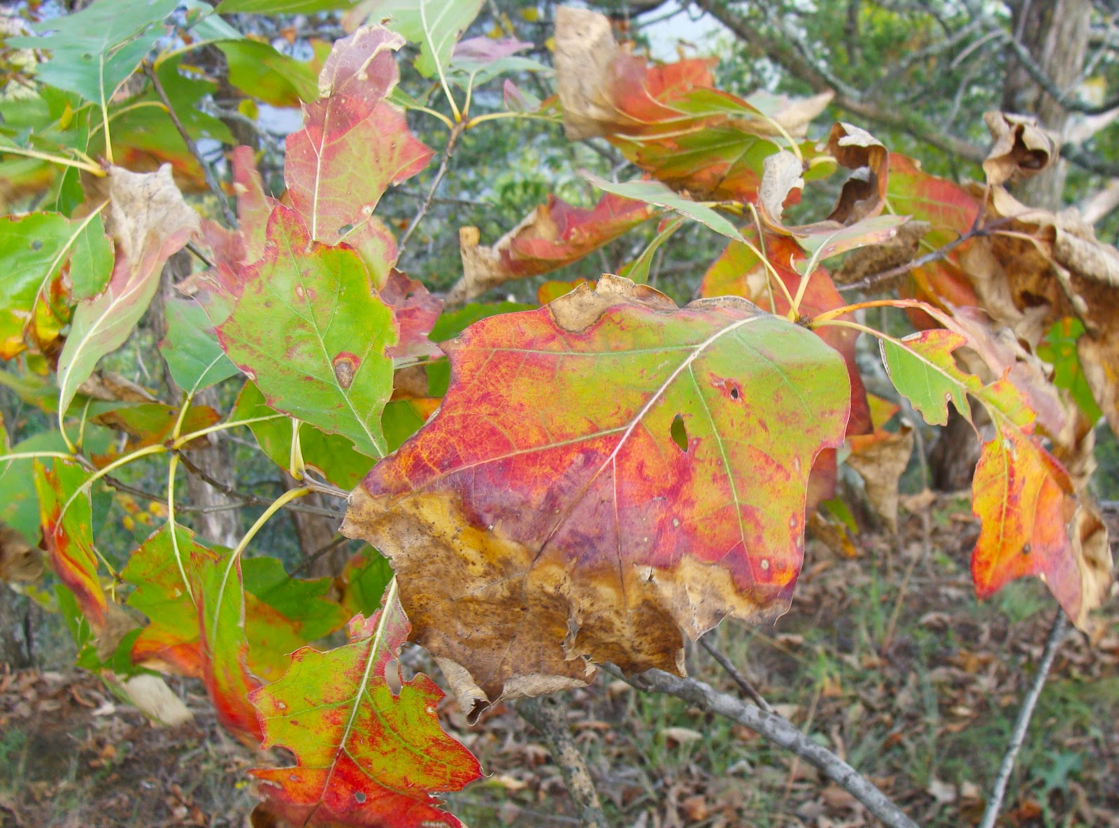 Urth Picture Post: Ferry Bluff on the Wisconsin River
