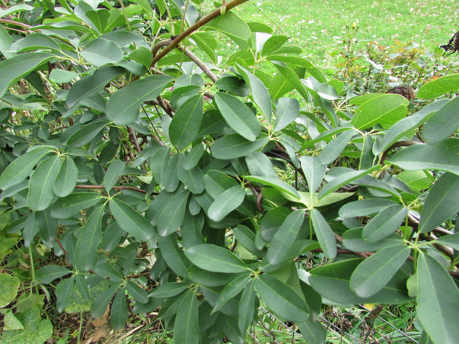 Gardening Granny's Gardening Pages: Akebia, Chocolate Vine