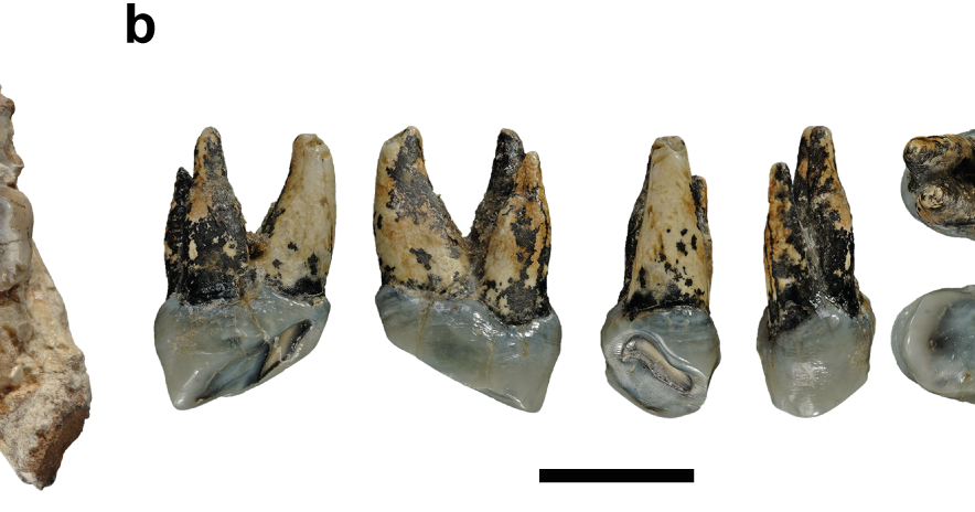 Is Graecopithecus a hominin?