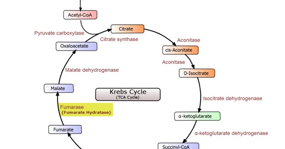 General Chemistry II: Campbellsville University: Fumarase
