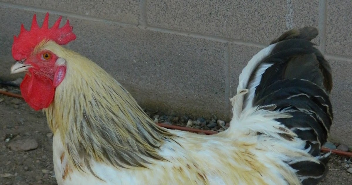 Aloha Chickens: Dun Project Update - Part 2