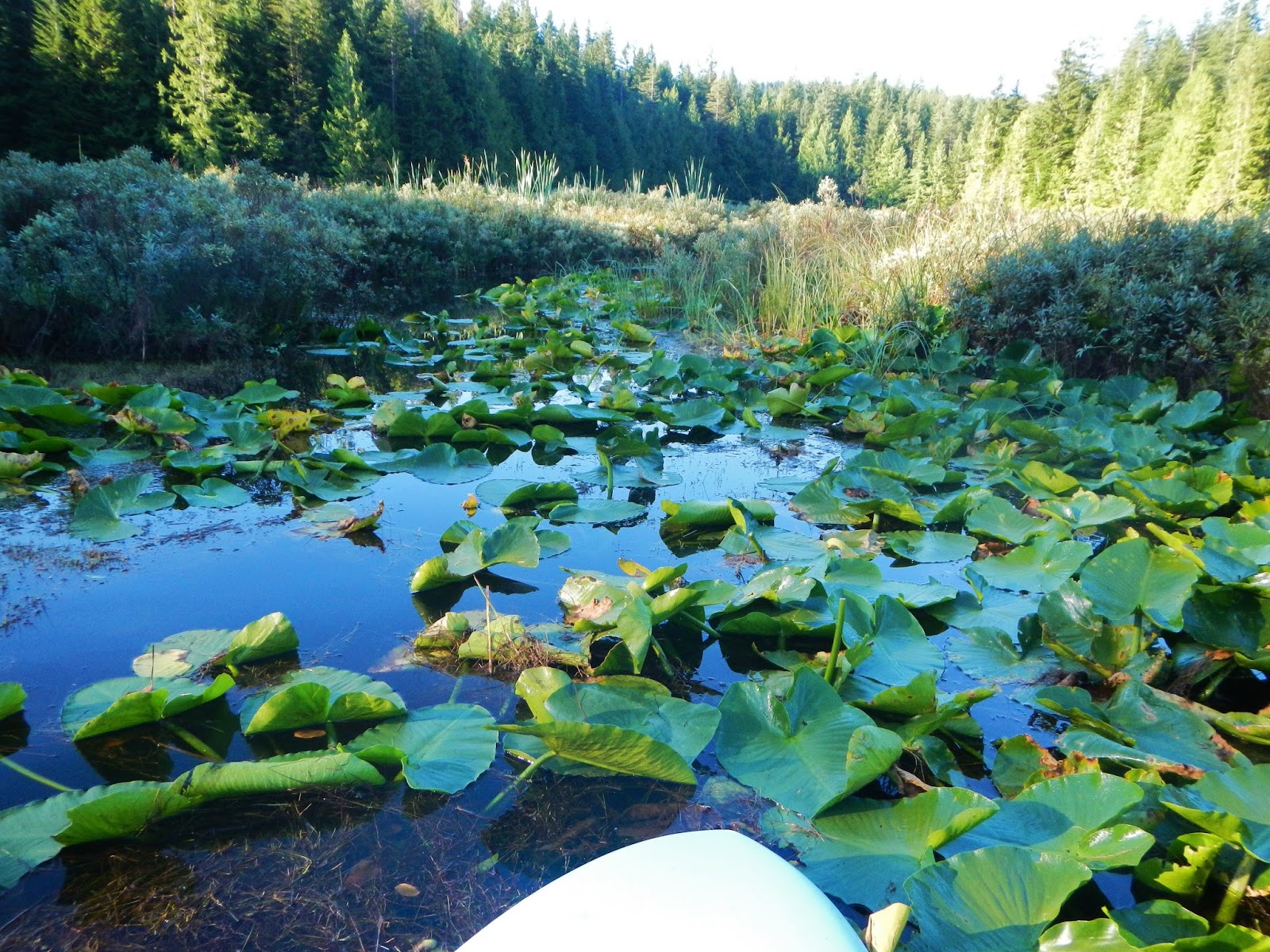 Paul's paddling : Sayward Forest Canoe Route- 2013 Fast & Light