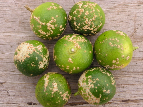 Garden Guy Hawaii: Citrus Scab Disease