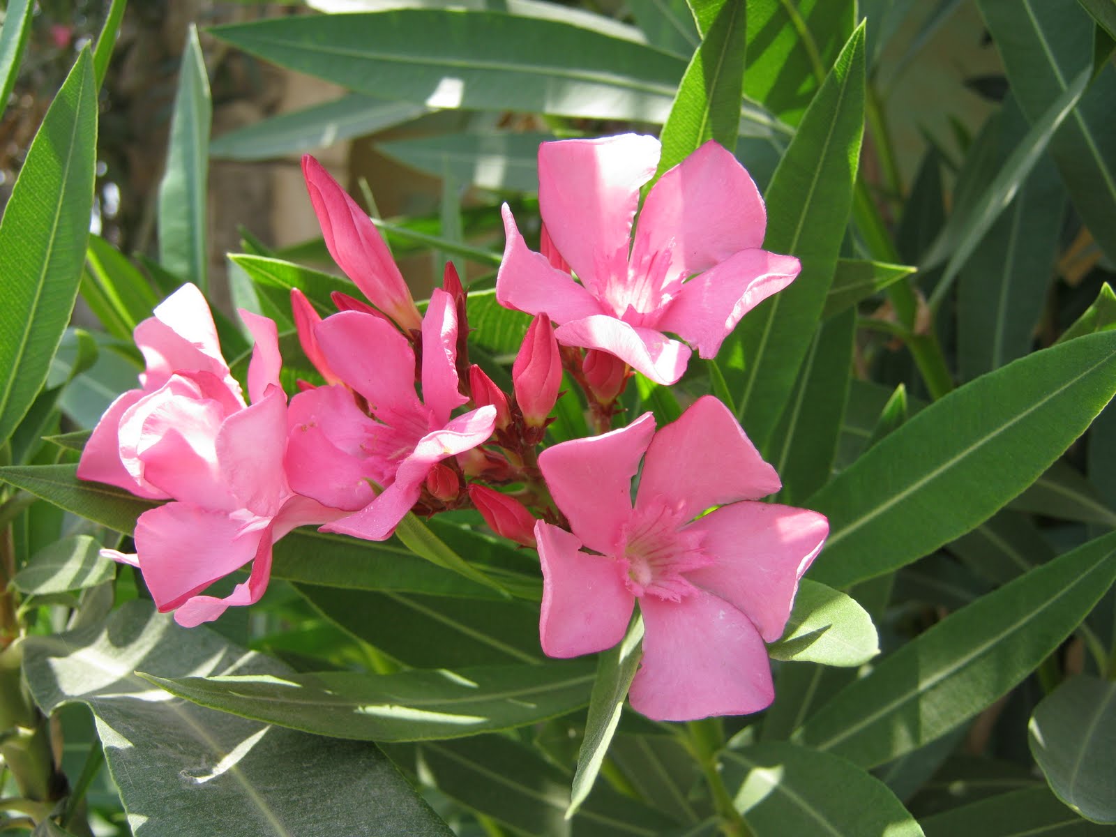 Ol' Big Jim's Place: Flora of Jordan