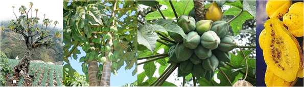 Carica Benefits | For Better Life - FRUITS