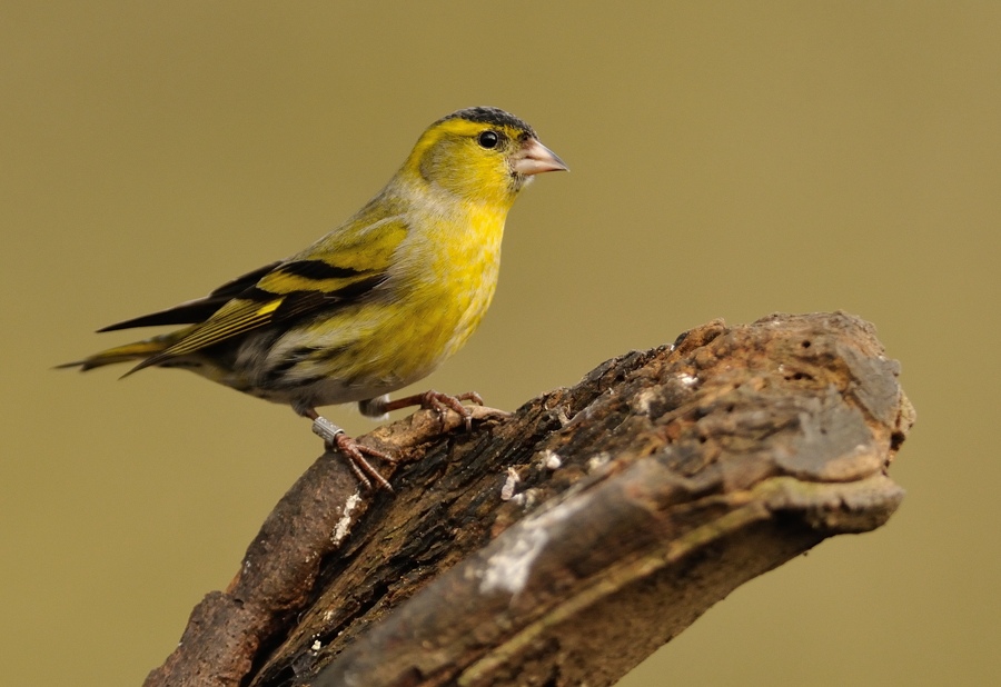 Steve Rogers birding: January 2012