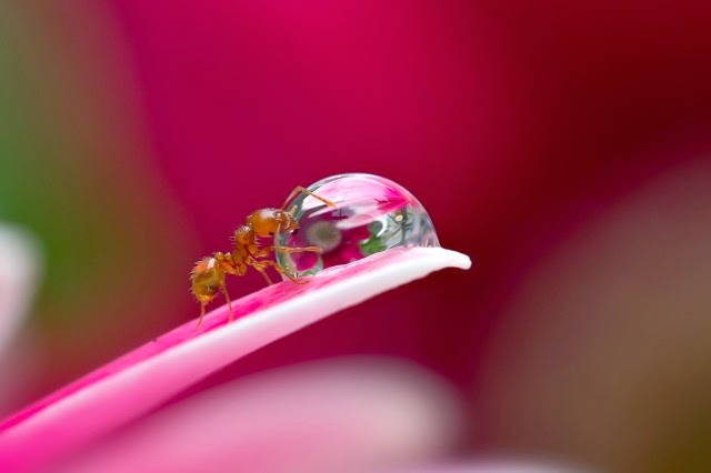 The Most Beautiful Ants View Captured by Miki Asai Photographer - worl ...