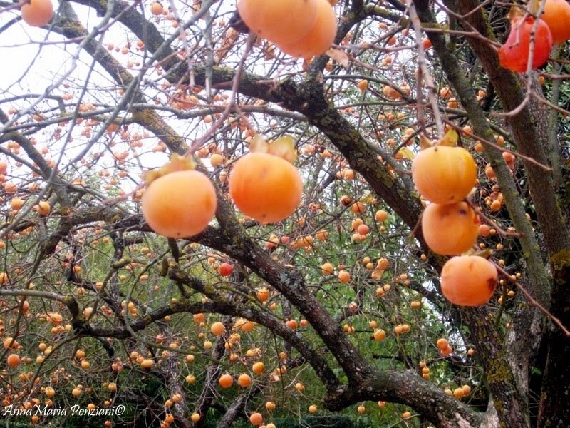 cianfrusaglie preziose: Frutti autunnali toscani