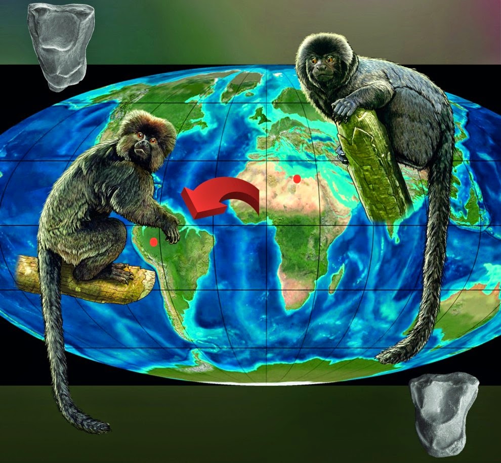 Species New to Science: [PaleoAnthropology • 2015] Perupithecus ...